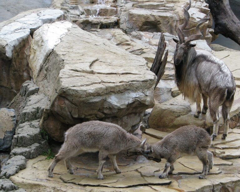 Markhor, the National Animal of Pakistan - Paradigm Shift