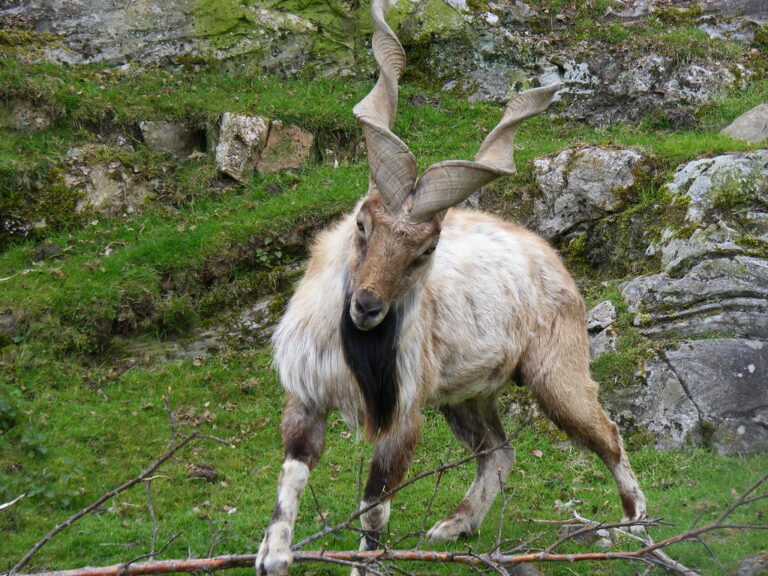 Markhor, the National Animal of Pakistan - Paradigm Shift
