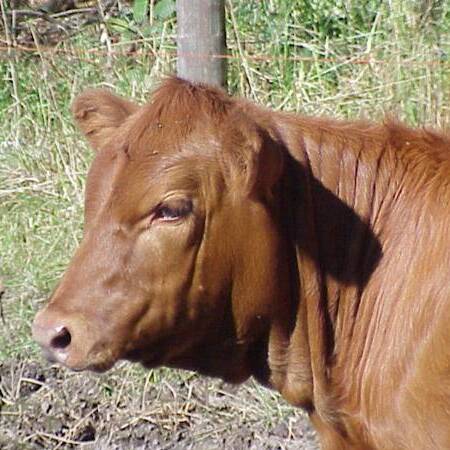 What Israel Wants: Sacrifice of the Red Heifer & the Third Temple